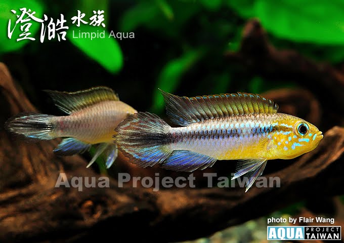 Apistogramma agassizii "Itaya Blue Neon"