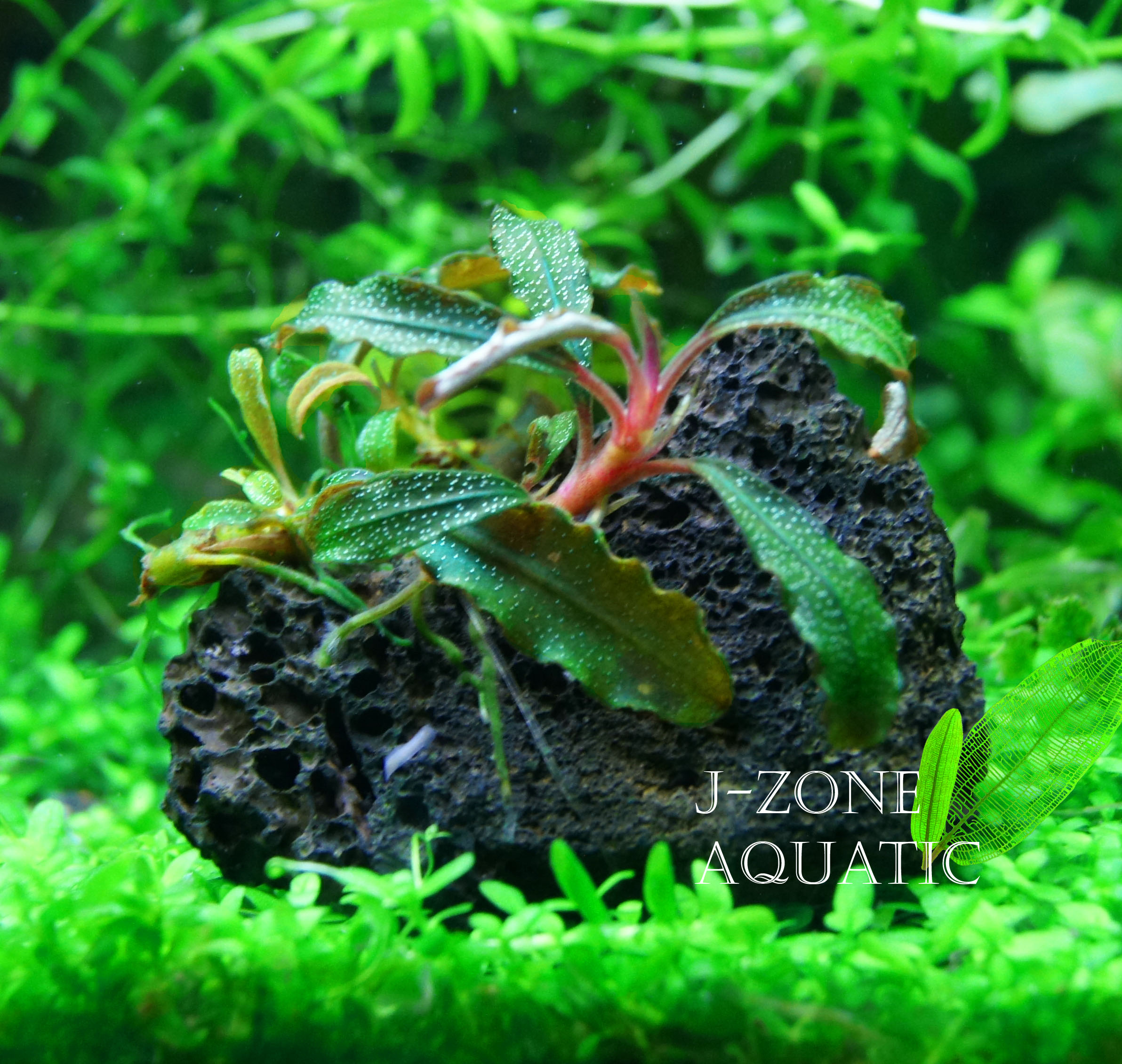 Bucep. Kedakang japan /Brownie Ghost NK มีของแถมทุกต้นจ้า