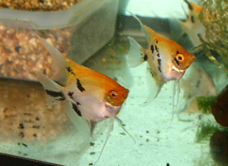 Red Devil Angelfish For Sale