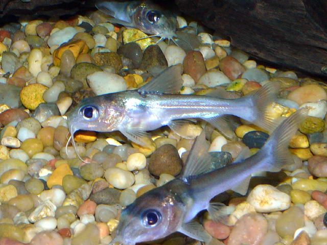 ปลากดยักษ์คองโก or Congo Giant Catfish or Kamba/Kokuni