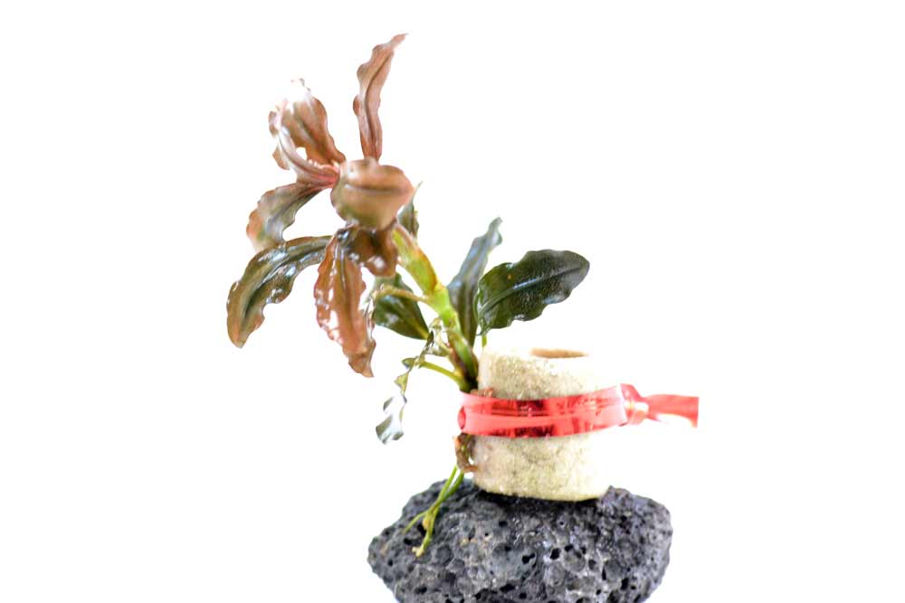 Bucephalandra lamandau mini form submerged red EMS ฟรี