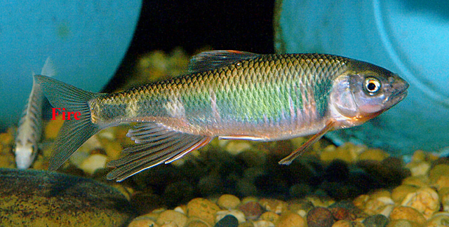 Zacco pachycephalus, Zacco playtpus and Zacco evolans