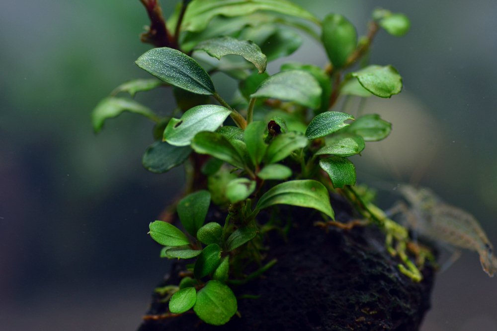 เปิดประมูล bucephalandra kapit utara พันขอน...ปิดคืนนี้ครับ