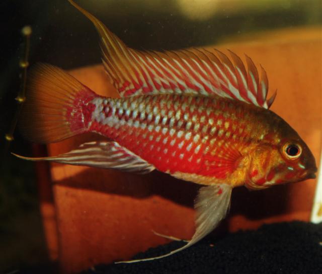 Sale apistogramma Vielfleck breed, Agas fire redลูกเพาะในครับ 2 คู่