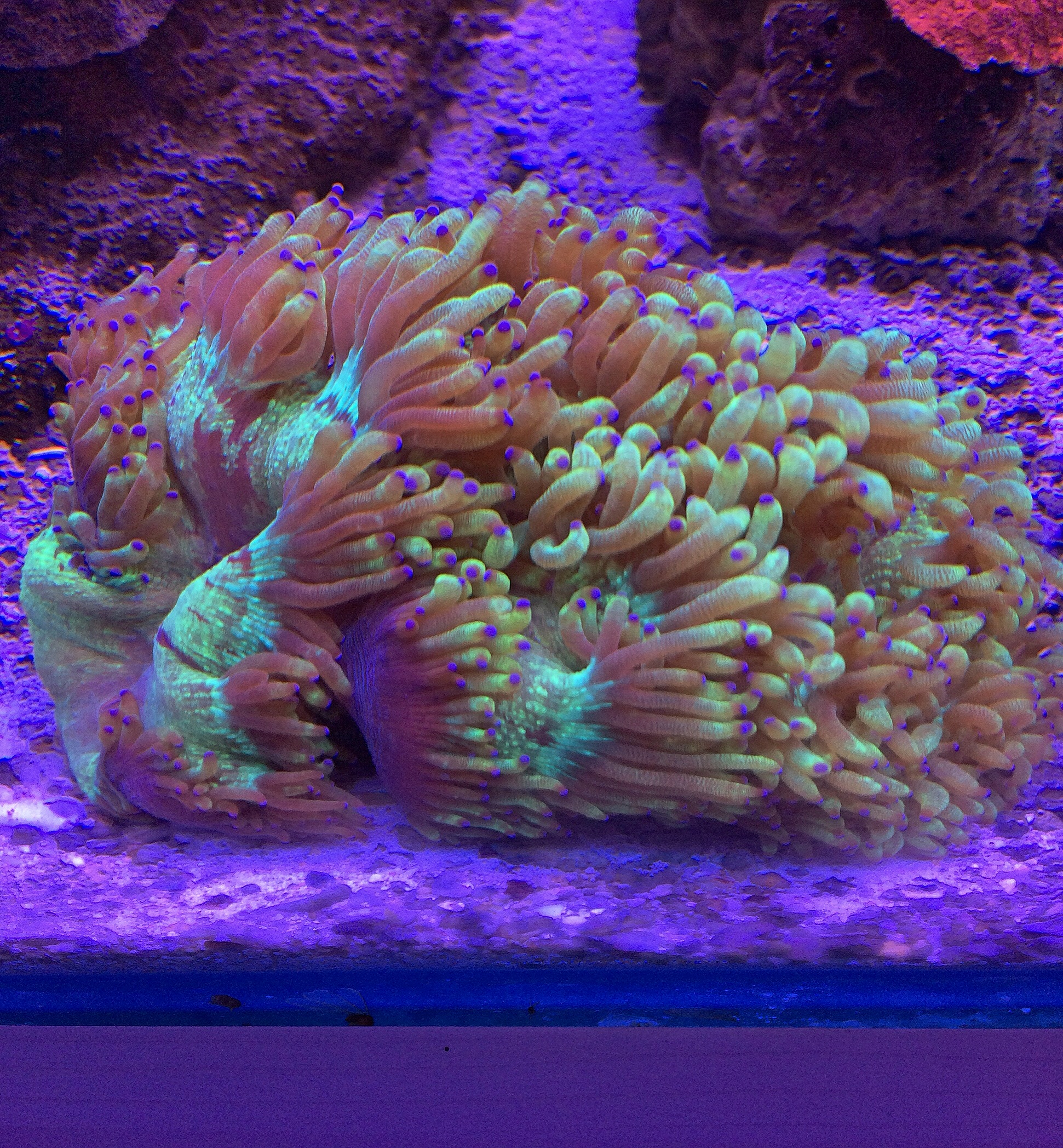 [ NEW A1-A30 Corals PREMIUM ] ขอเรียนเชิญ ทุกท่านครับ ของใหม่ &เน้น ...