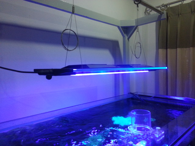 ปล่อย Zetlight LED ZT 6600