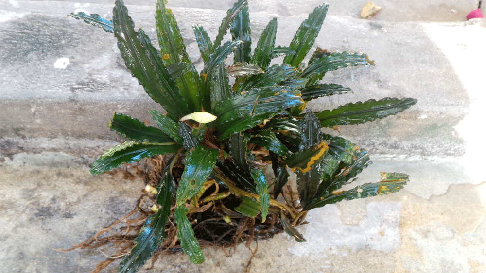 Buce sp. velvet sale @@@ ราคาพิเศษเพียง 1 วัน