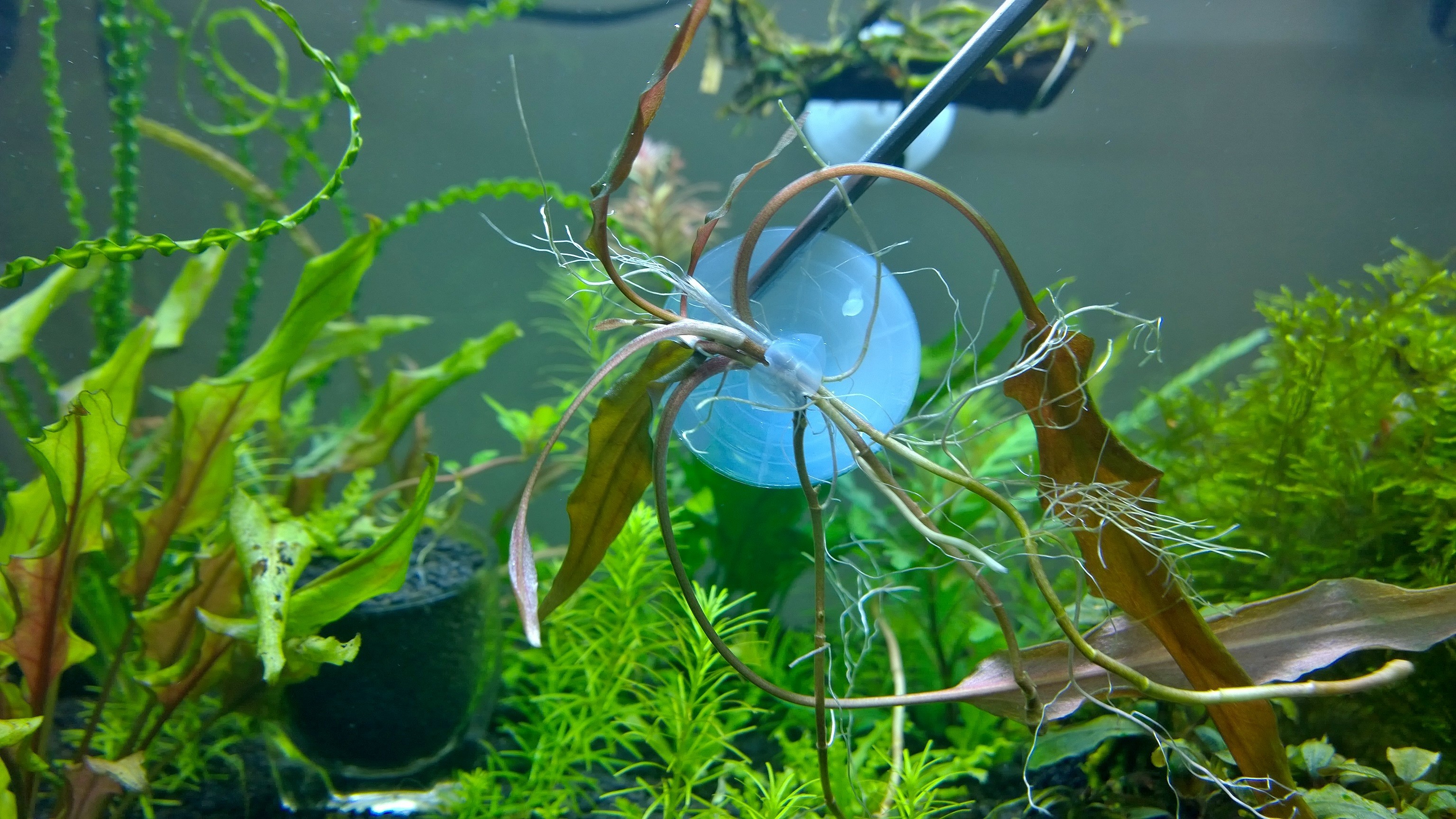 cryptocoryne florida sunset