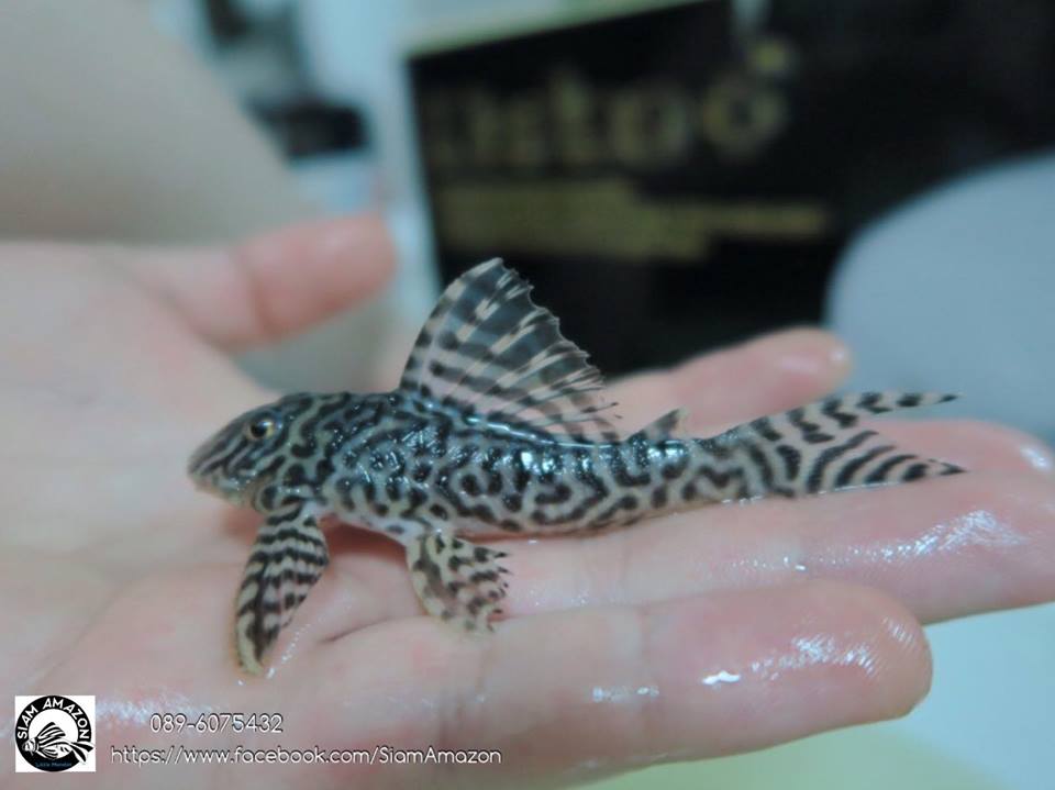 @@@ขาย ZEBRA PLECO L46, BLUE EYED PLECO, L399 ปลาป่าทุกตัว