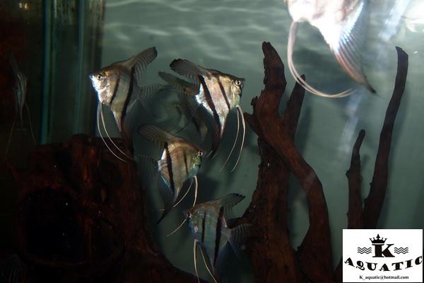 K_AQUATIC รับสั่งอัลตั้ม รอบที่3 ปลามาวันที่ 4 สิงหาคม รายละเอียดหน้า 5