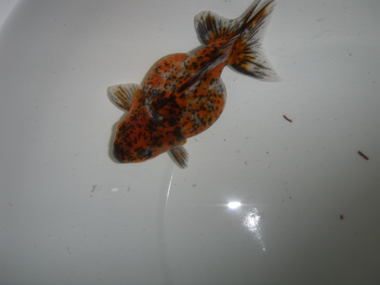 น้ำผึ้งสั้น/สิงห์5สีและปลาทองอื่นๆ รันชูเกลดเลี้ยงเล่นตังลาาาาาา100