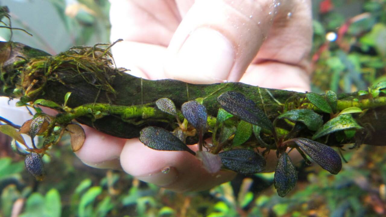 ปิดคืนนี้ครับ..เปิดประมูล bucep. brownie ghost ใบน้ำ..งามแต้น้อ 1ขอน