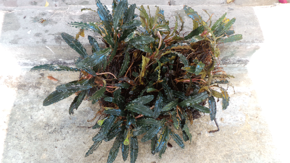 Buce sp. velvet sale @@@ ราคาพิเศษเพียง 1 วัน