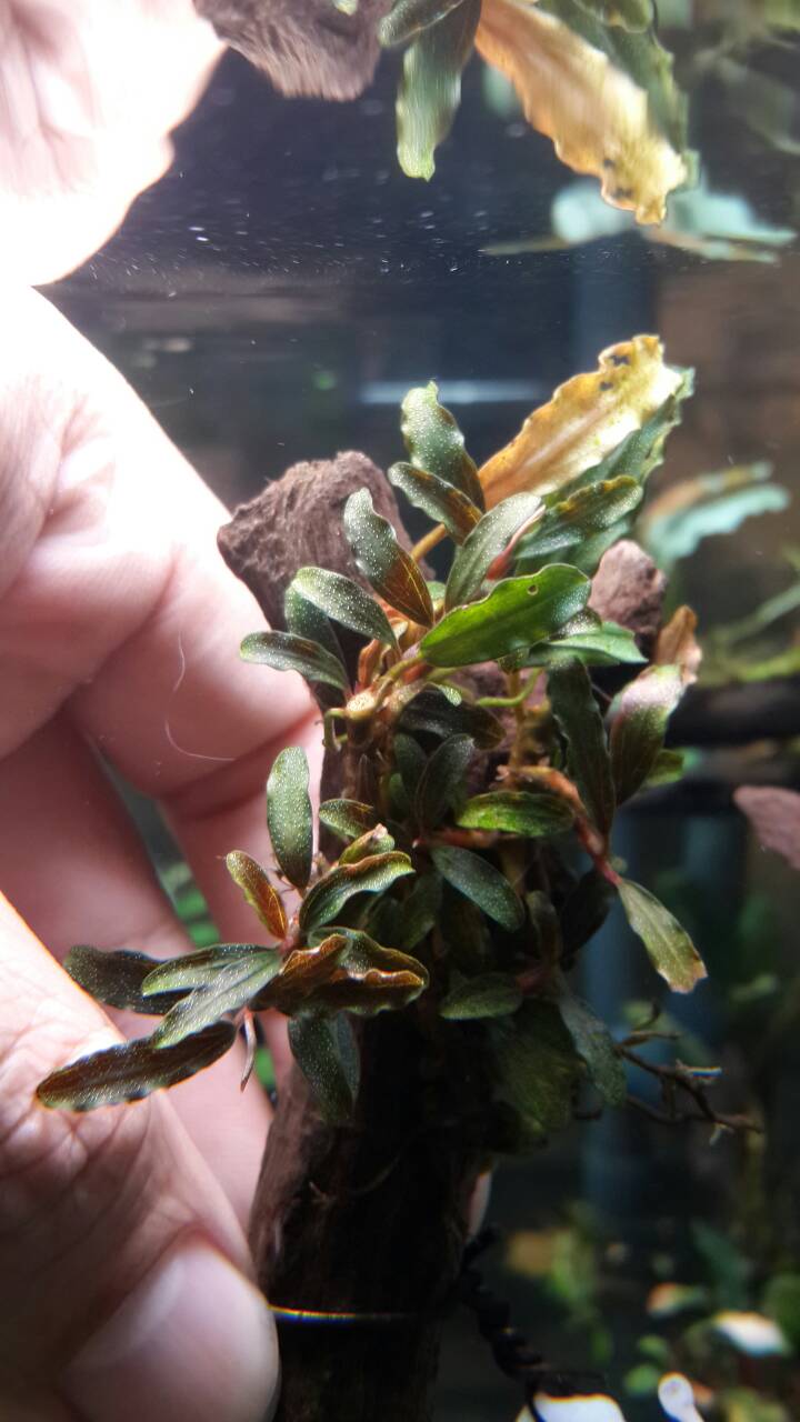 ปิด3ทุ่มครับ..เปิดประมูล Bucephalandra Velvet 3 color ใบน้ำ งามๆ 1กอครับ