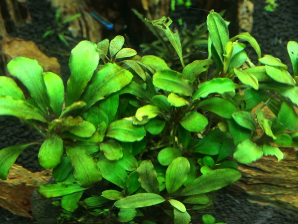 Sale Bucep Aurora /lamandau purple เป็นกอหน่อยครับ ของหนัก ส่งฟรี