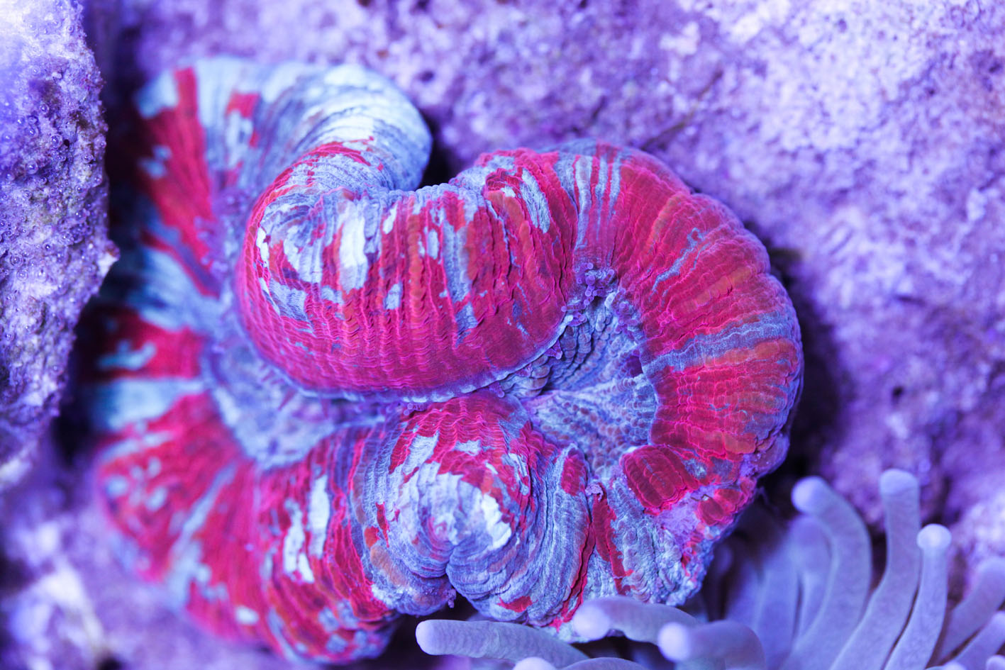 อร้ายยยยยยยยยยย รสชาติแห่งความแปลกใหม่ น้องหญิงเอก ลงราคาแระนะคร๊าๆๆๆๆๆๆๆๆๆ