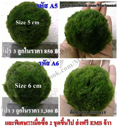 MARIMO SET โปรใหม่ แบบแพ็ค 3 สุดคุ้มจ้าาา เข้ามาดูกันก่อน