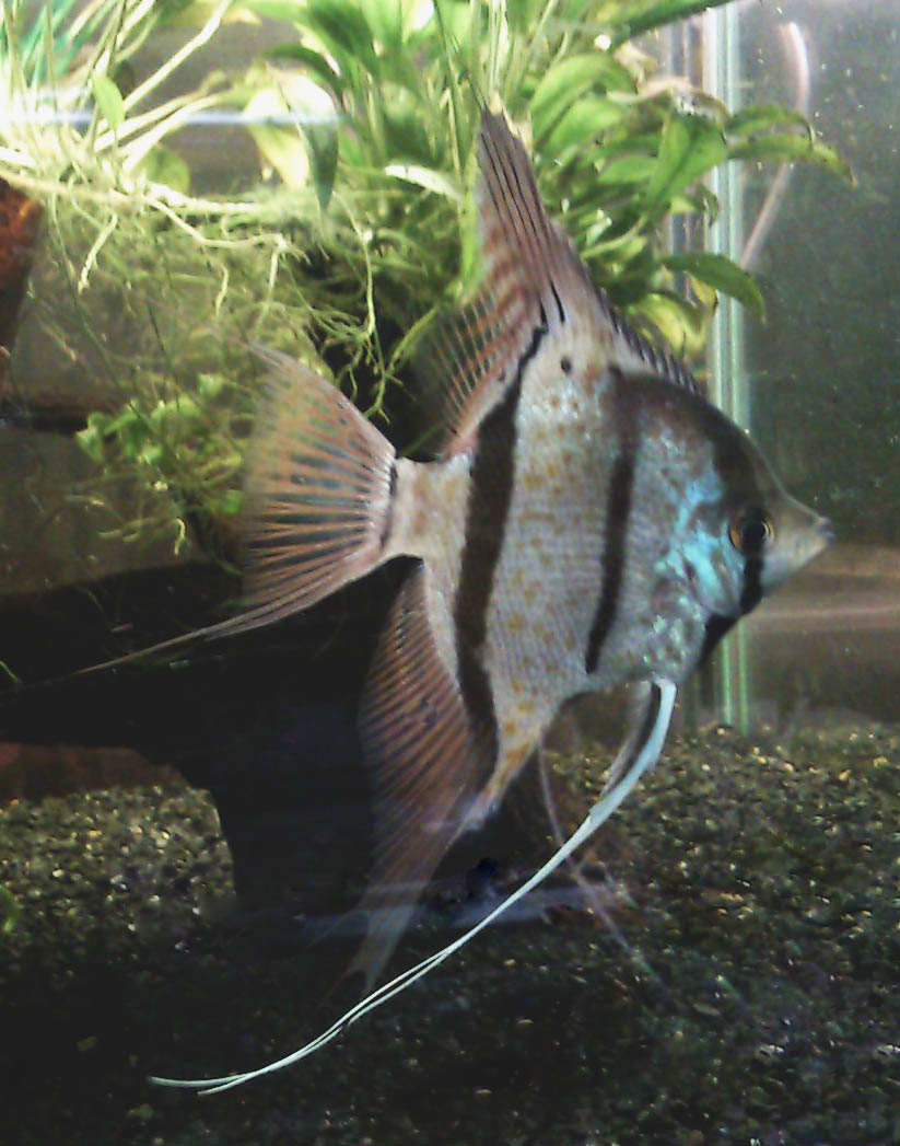 ขายปลา Altum Columbia (Wild), Altum Columbia (f1) and Altum Surinam (f1)