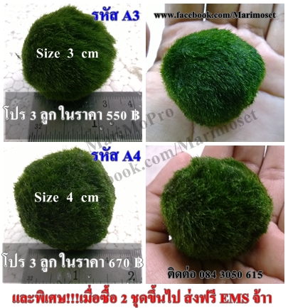 MARIMO SET โปรใหม่ แบบแพ็ค 3 สุดคุ้มจ้าาา เข้ามาดูกันก่อน