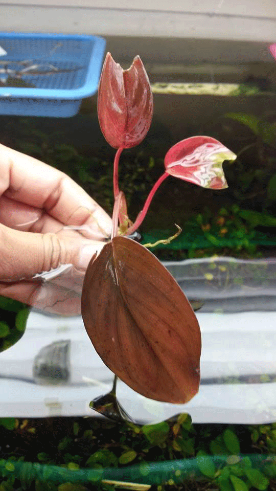 Homalomena Red @@@ frome NK