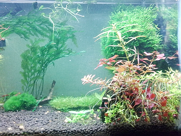 Mix & Not Match Tank