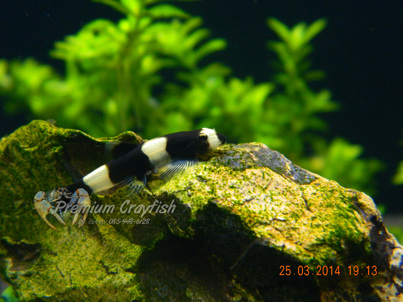 Panda Shark ล็อตใหม่มาลงที่ร้านแล้ว , ปลาคาดินัลปลีก,ส่ง