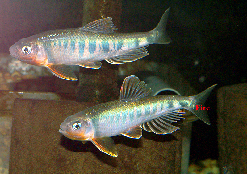 Zacco pachycephalus, Zacco playtpus and Zacco evolans