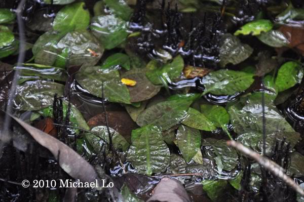 ถ้าเราไปเก็บของ จากธรรมชาติมาใส่ตู้