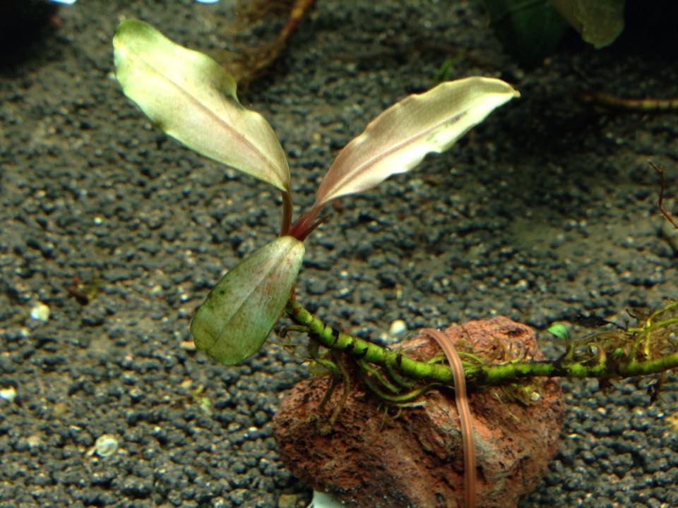 (Rare Item) Bucephalandra sp. White Pink สีขาวอมชมพู เพิ่มของครับ!