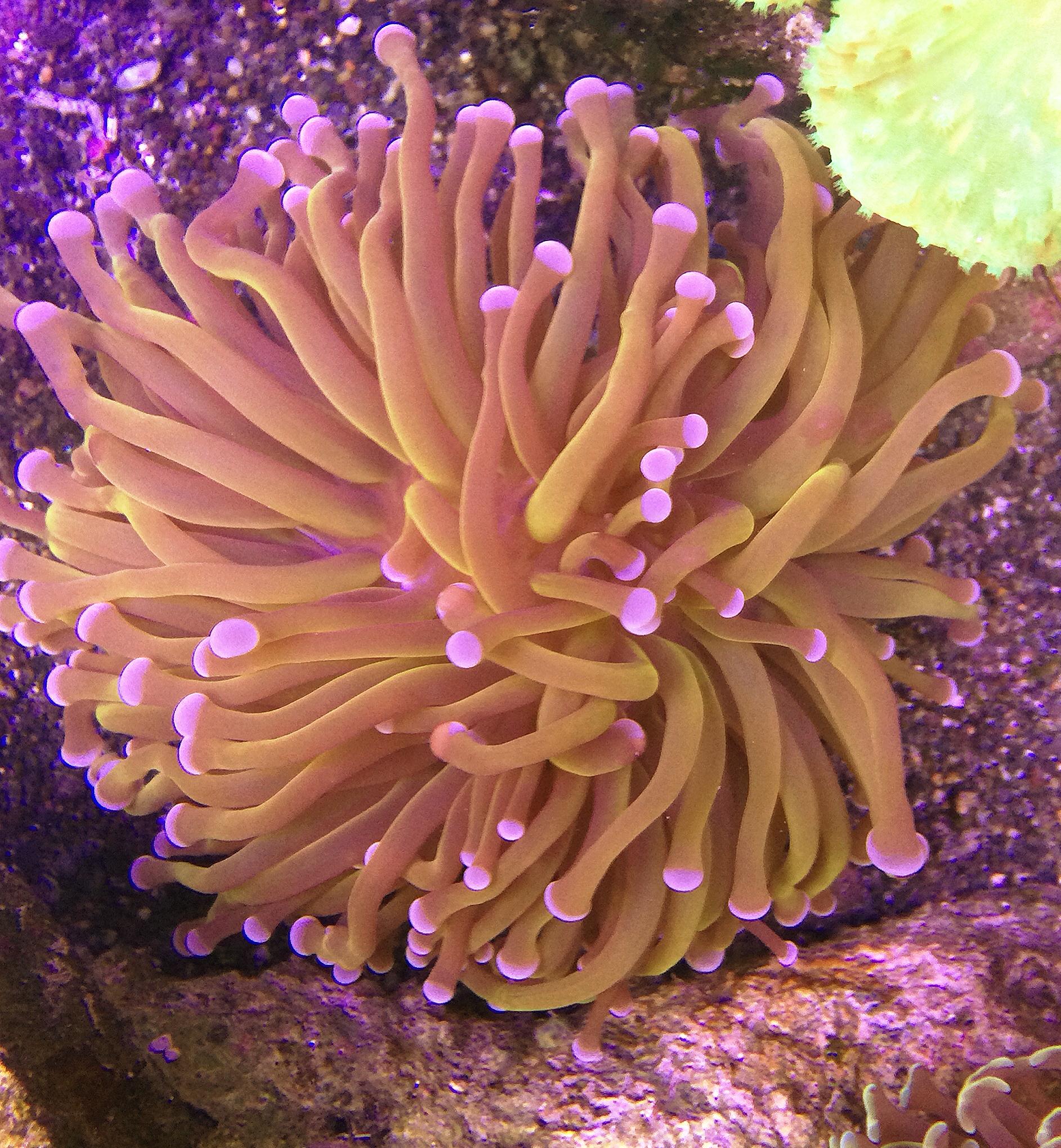 [ CORALS 29 / 06 / 57 ] ^C^ .. >O