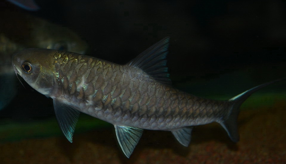 แบ่งขายปลาพลวงน้ำเงิน 8-9 นิ้ว ตัวละ 450