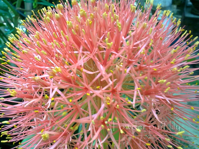 Powder Puff Lily ·.～εїз