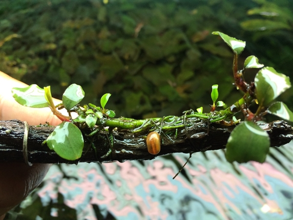 ขอเปิดประมูล Bucephalandra Brilliant Jade กับ Bucephalandra Unknow สีสวย