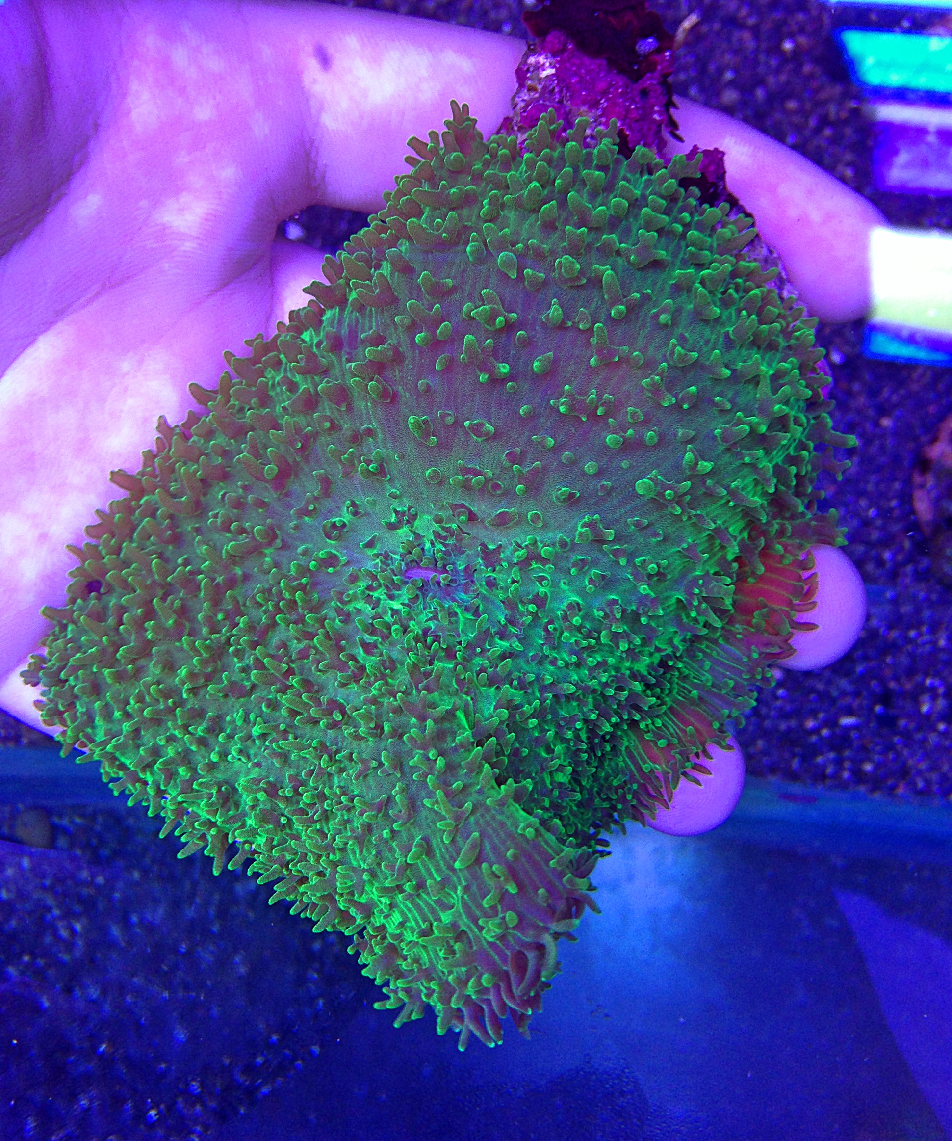 [ 21-10-2556 ] เรา ยินดีให้ คำปรีกษา ด้วยนะครับ [ LPS_STYLE ]