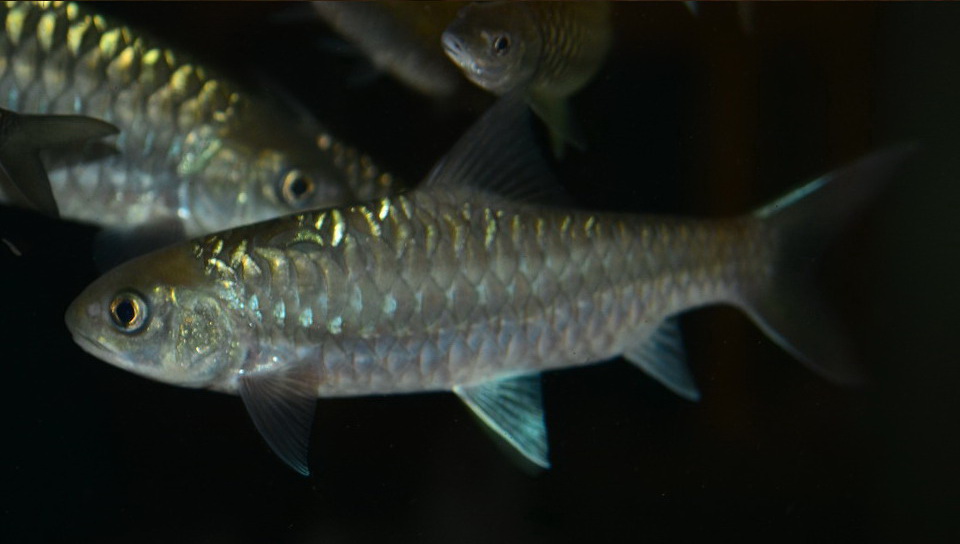 แบ่งขายปลาพลวงน้ำเงิน 8-9 นิ้ว ตัวละ 450