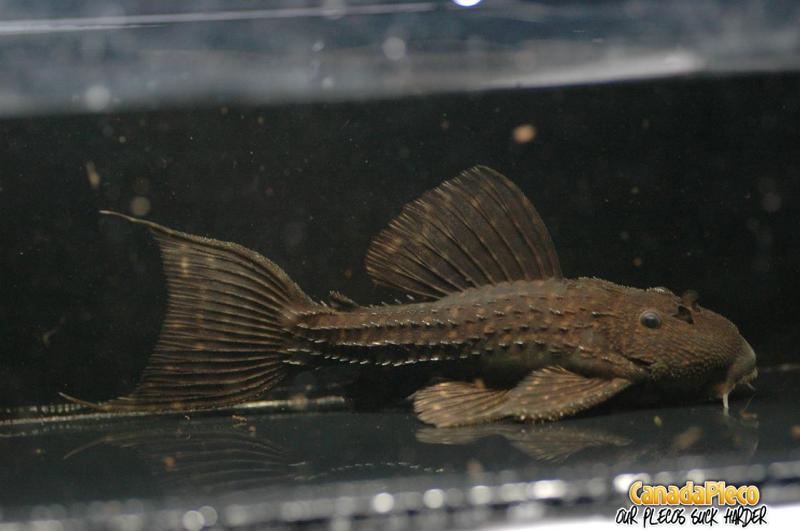 New Update L239/LDA31/L027/L320/L066/L333 มากมายให้เลือก สนใจโทรนัดดู ...