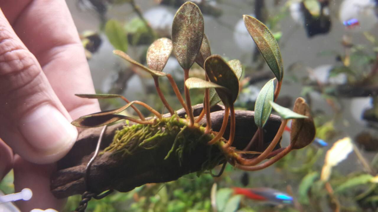 bucephalandra by k-water 12-12-56