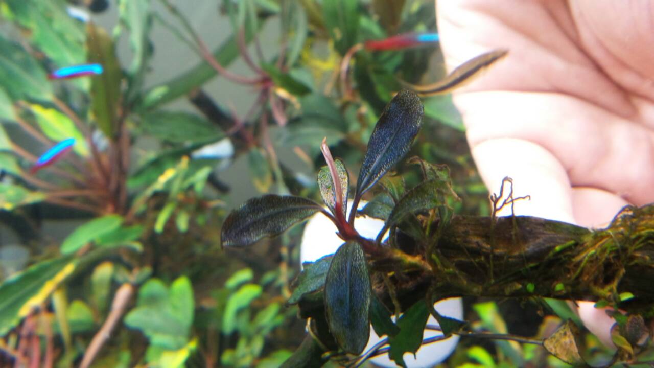 ปิดคืนนี้ครับ..เปิดประมูล bucep. brownie ghost ใบน้ำ..งามแต้น้อ 1ขอน