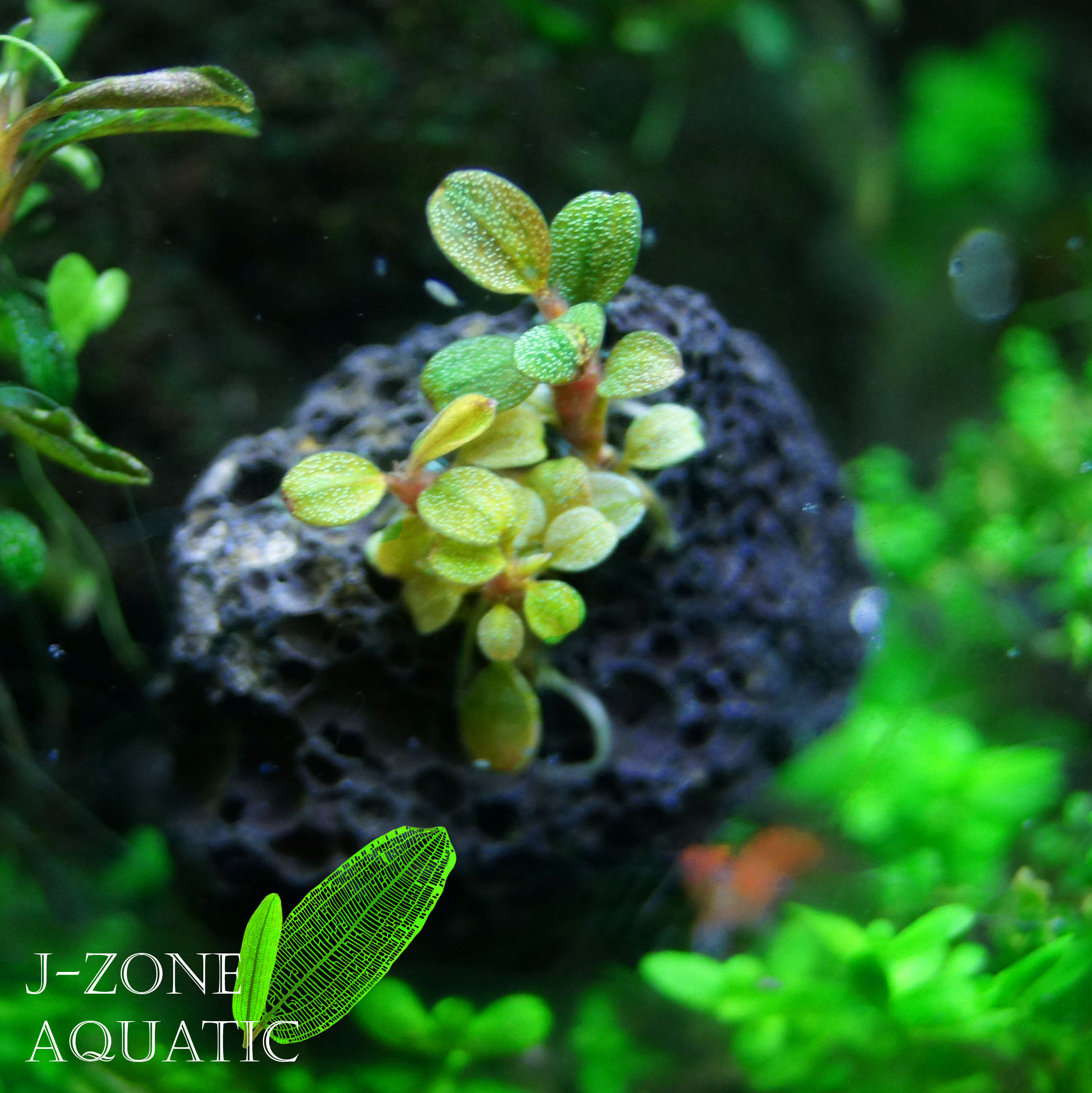 Bucep. Kedakang japan /Brownie Ghost NK มีของแถมทุกต้นจ้า