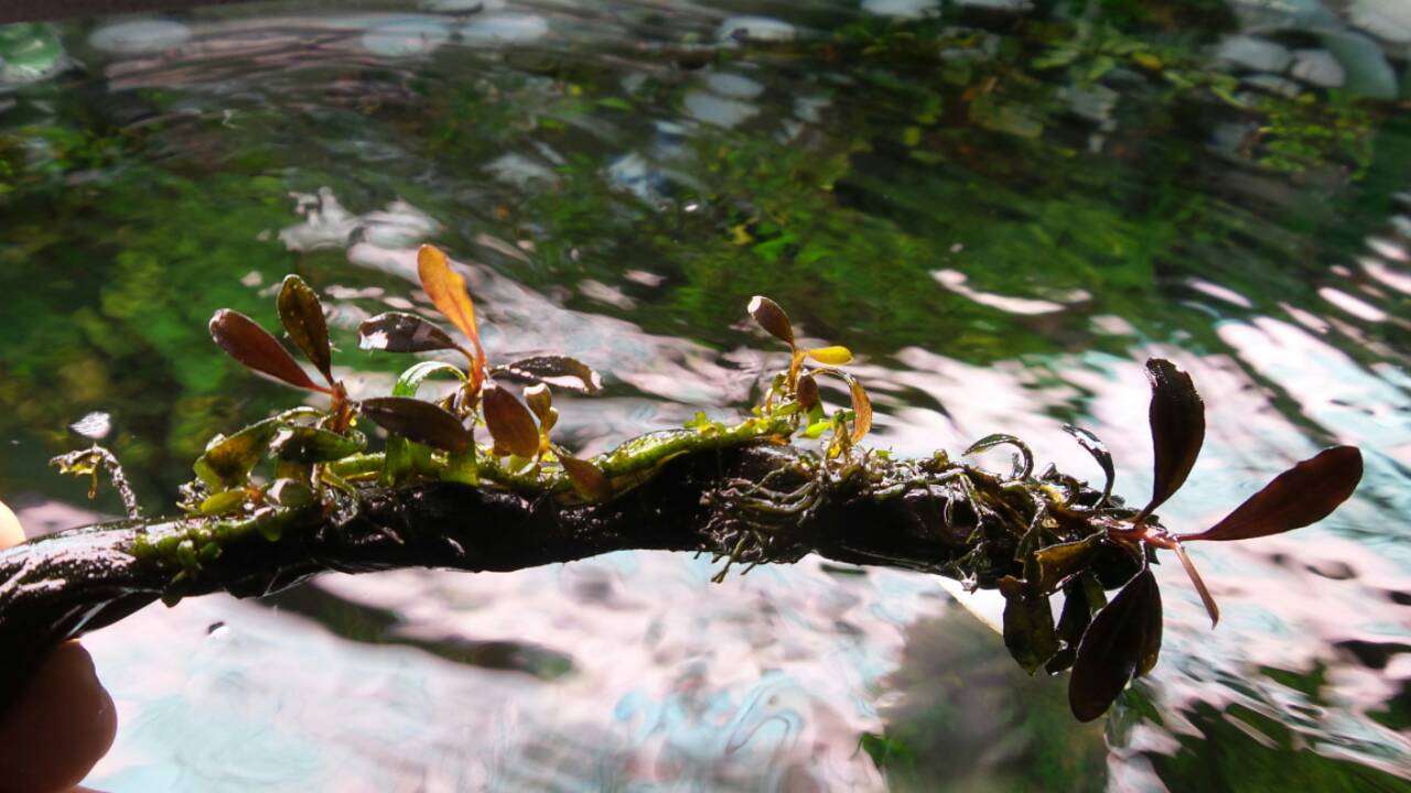 ปิดคืนนี้ครับ..เปิดประมูล bucep. brownie ghost ใบน้ำ..งามแต้น้อ 1ขอน