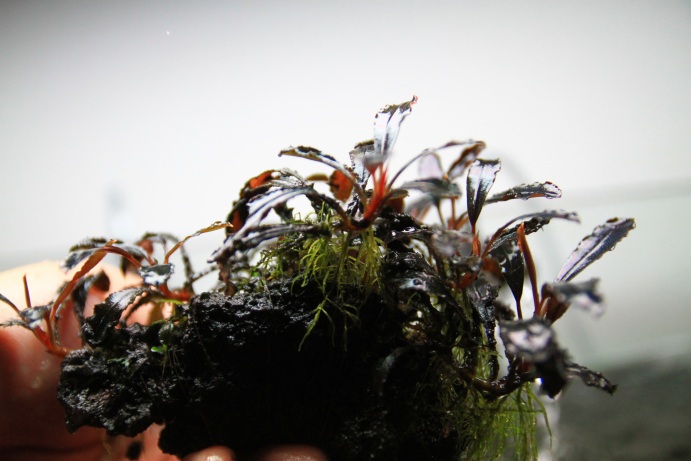 SOLD ~!!!GoR@!!!~ ขาย Bucep. Brownie Ghost แท้ๆซักกอ