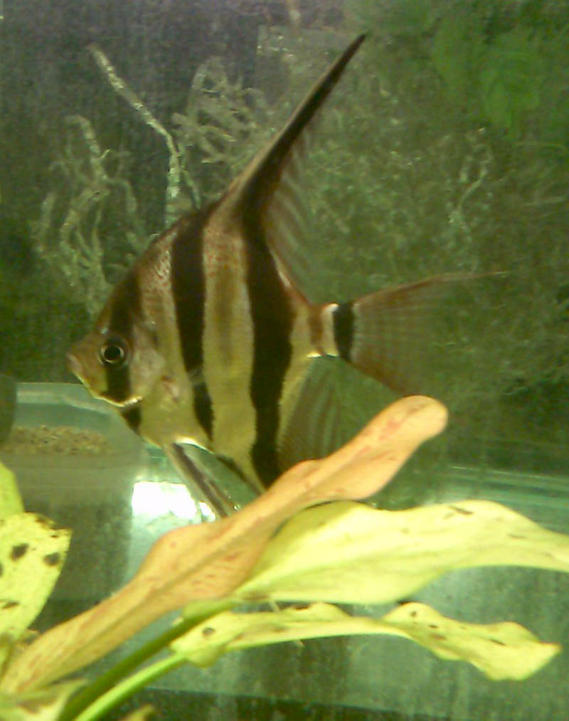 ขายปลา Altum Columbia (Wild), Altum Columbia (f1) and Altum Surinam (f1)