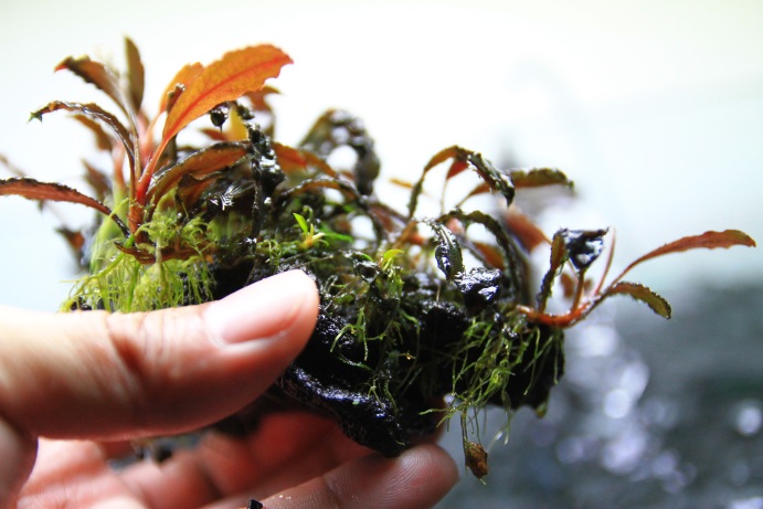 SOLD ~!!!GoR@!!!~ ขาย Bucep. Brownie Ghost แท้ๆซักกอ