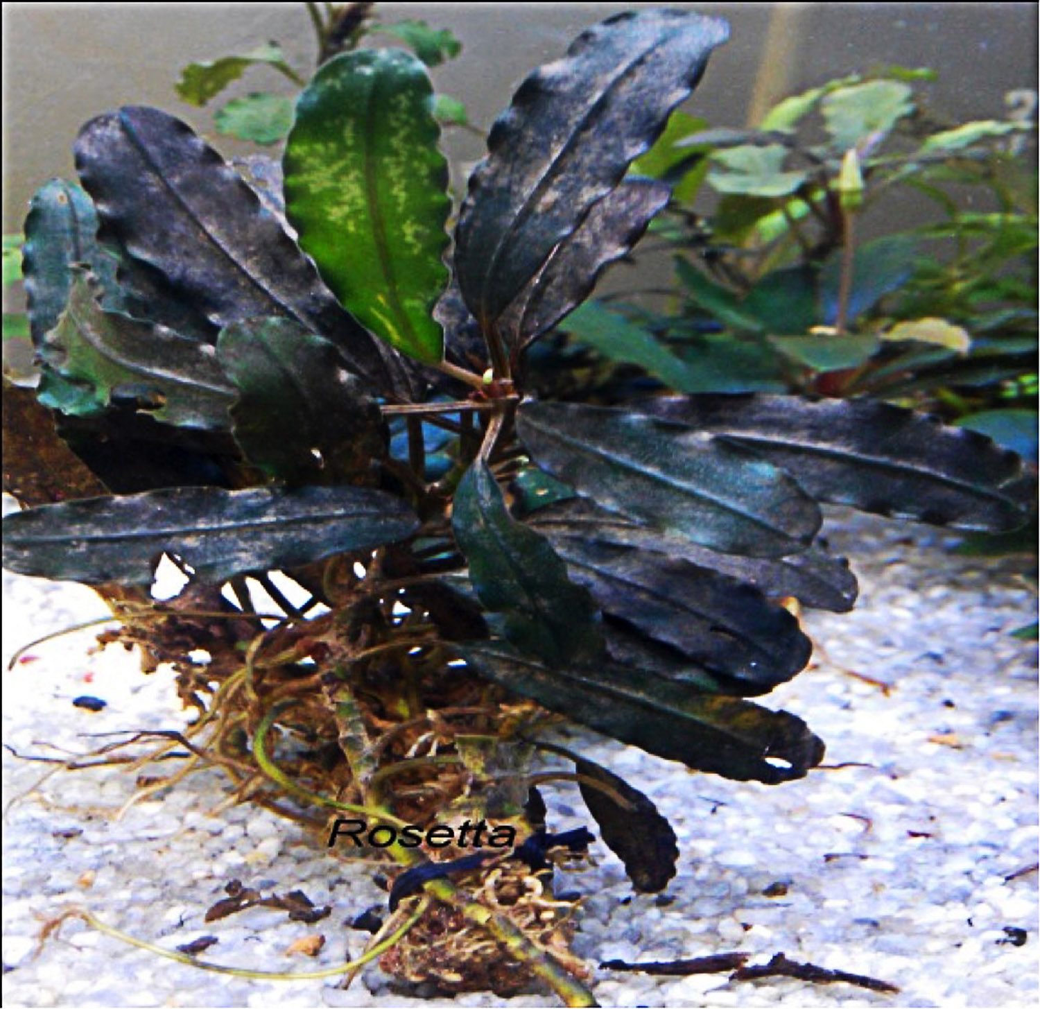 ๑๑๑เปิดจอง Bucephalandra สายพันธุ์ต่างๆแบบต้น ปิดจองแล้วจ้าาา