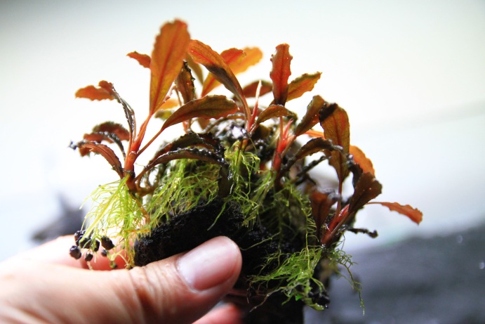 SOLD ~!!!GoR@!!!~ ขาย Bucep. Brownie Ghost แท้ๆซักกอ