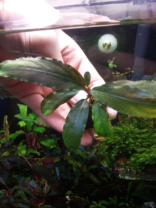 (ต้องขออภัยทุกๆท่าน มีคนเหมาละครับ)ระเบิดกรุ Bucep.เหมาๆ 33ชนิด