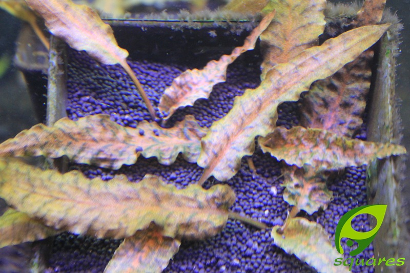 โบบิทิสแคระ Cryp.หลายขนิดปรับราคาใหม่