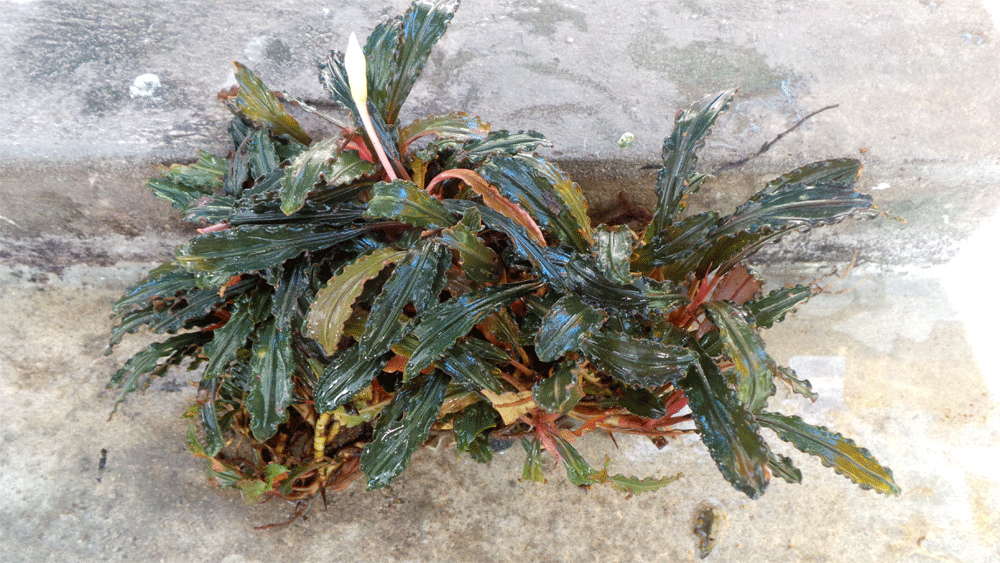 Buce sp. velvet sale @@@ ราคาพิเศษเพียง 1 วัน