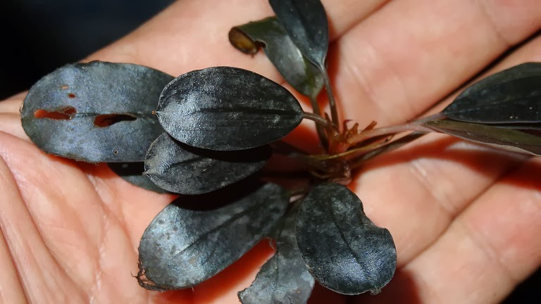 พรีออร์ Bucephalandra Kedagang ของแท้ 100 %