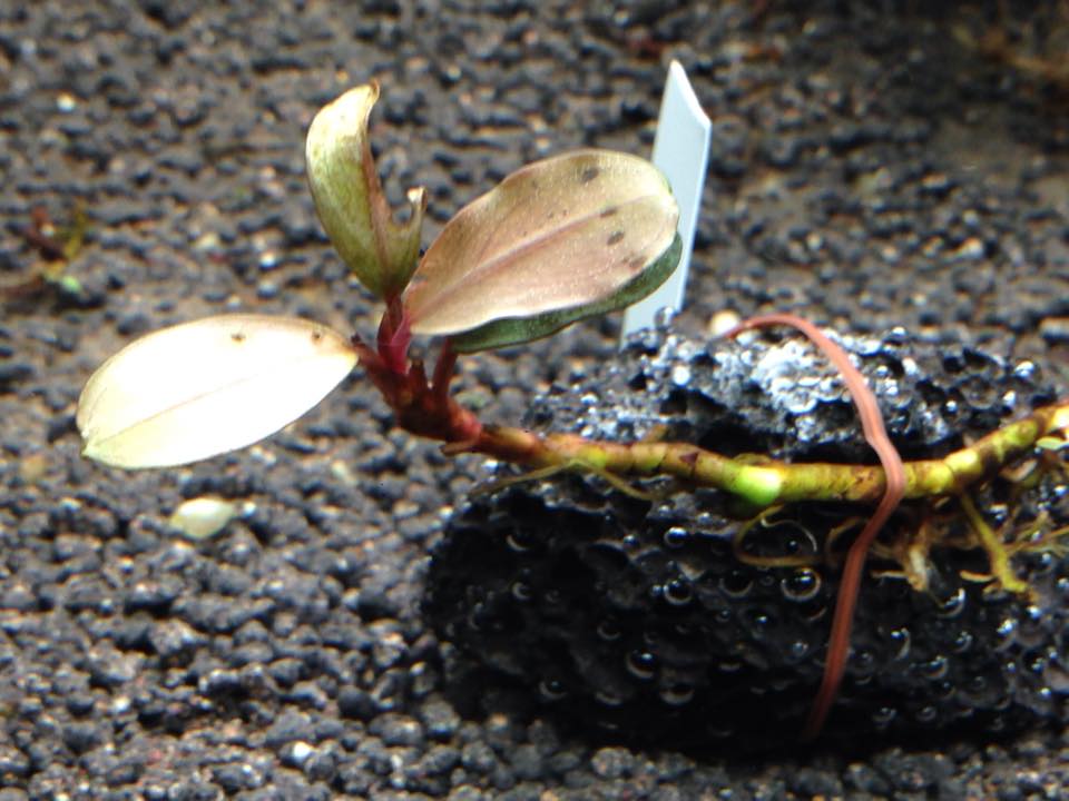 (Rare Item) Bucephalandra sp. White Pink สีขาวอมชมพู เพิ่มของครับ!